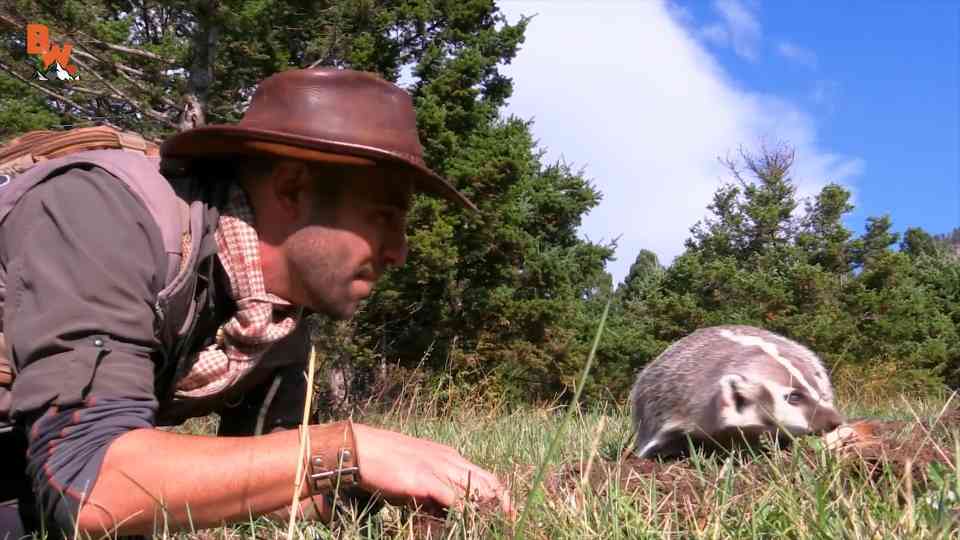The Snarling Badger You Don’t Want to Mess With
