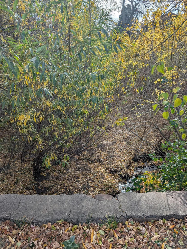 Are you among the top Snipers to find the Hidden Deer in this Whispers ...