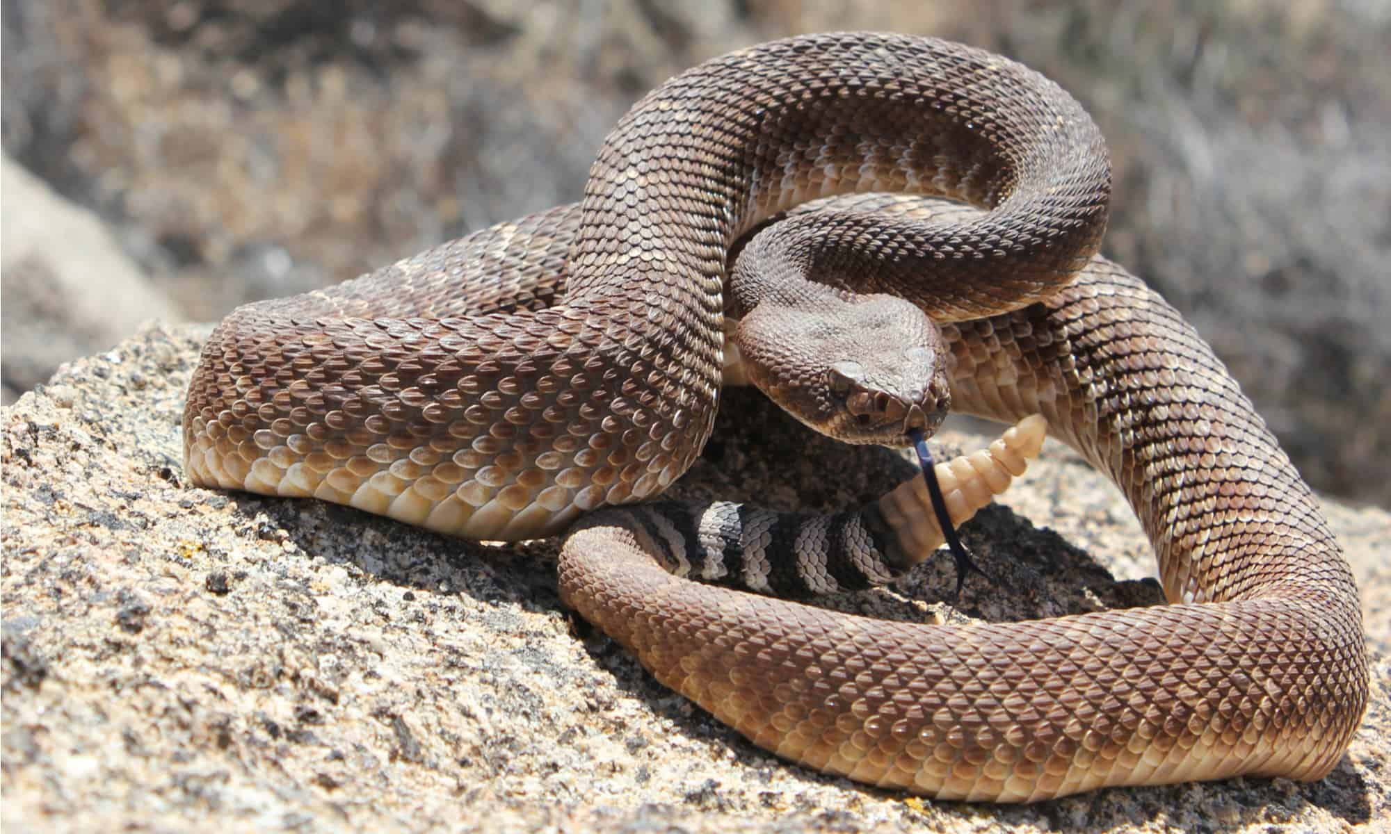 The Animals Naturally “Immune” to Rattlesnake Venom