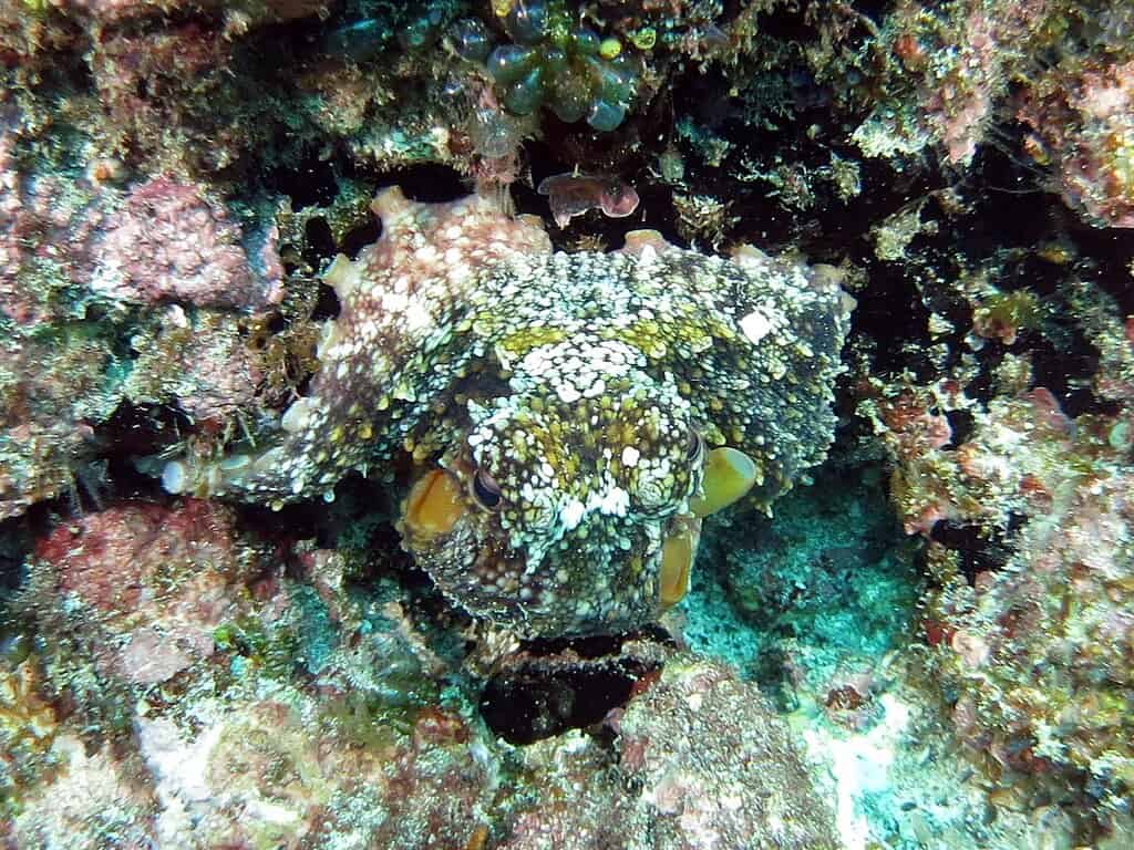 Scientists Tricked Bacteria Into Making the Octopus’s Secret Camouflage ...