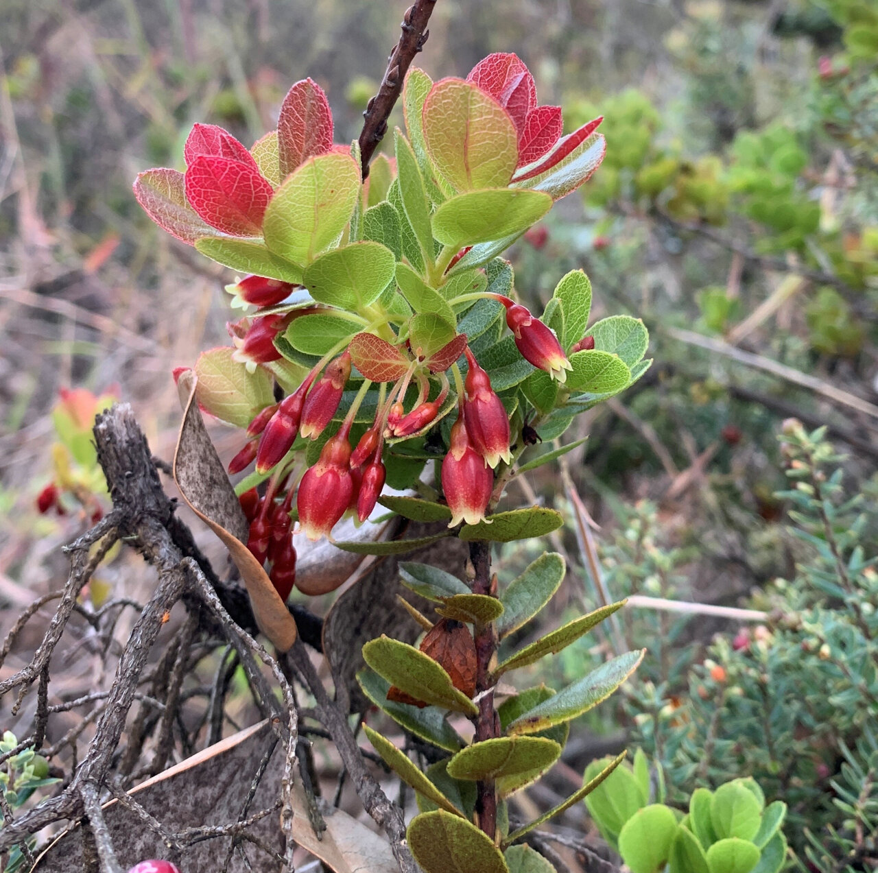 Hawaiian blueberries traced back to Northeast Asia in surprising discovery