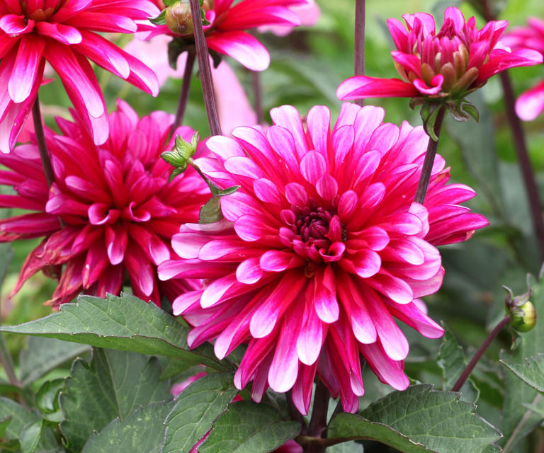 Ina Garten's Magical Fall Garden Is Bursting with Late-Season Color – I ...