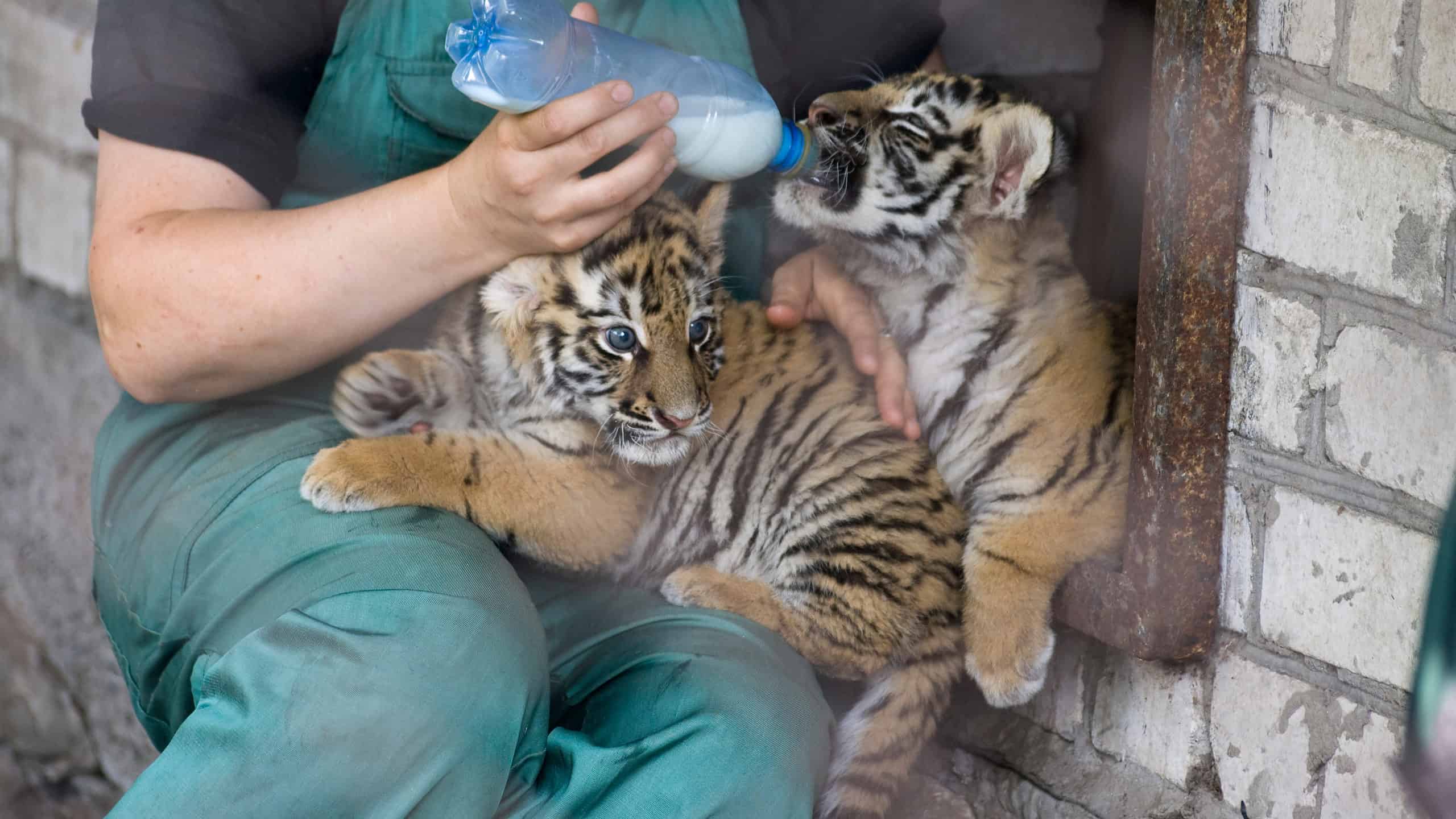 I Paid to Pet a Tiger with My Kids and Would Never Do It Again