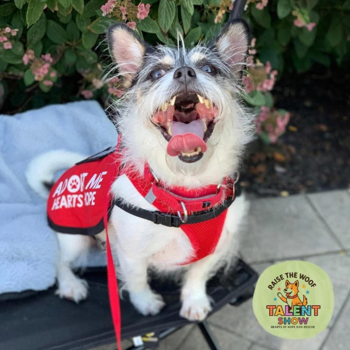 Grand Rapids dog rescue hosts talent show, fundraiser