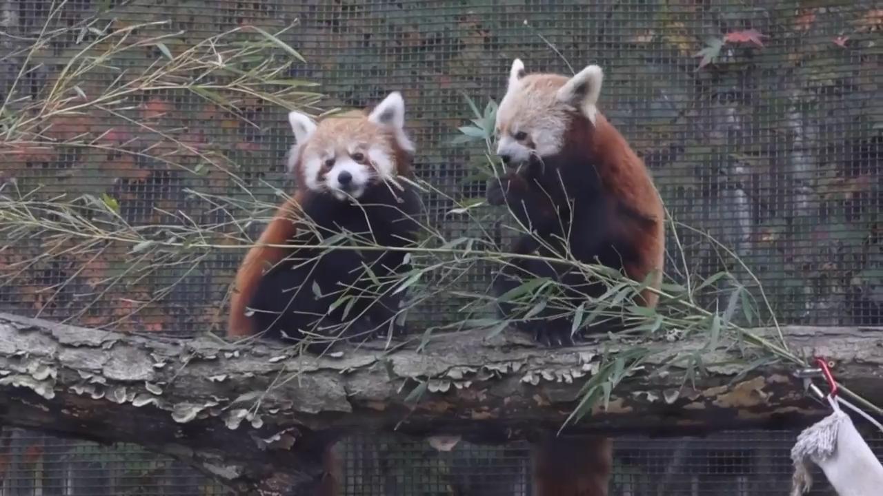 Red panda cubs see snow for the first time in Tennessee