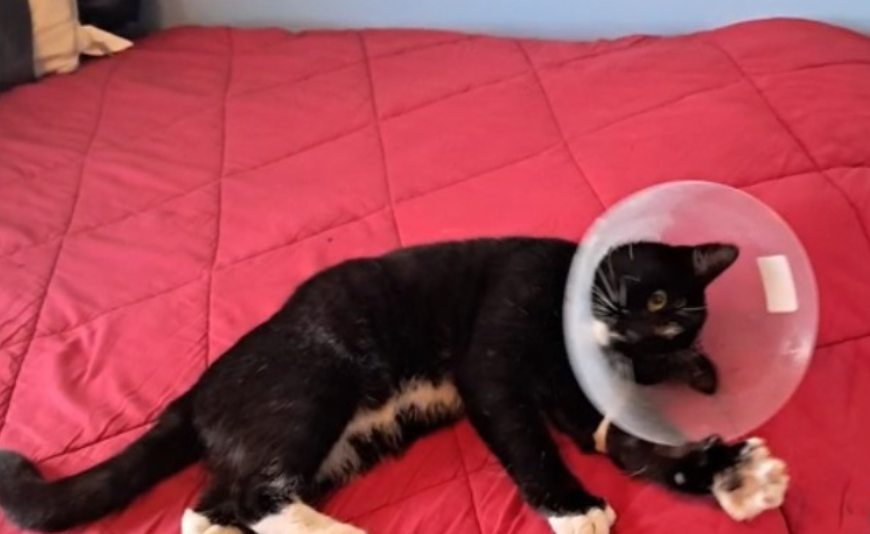 Dauphin County cat found with dart sticking out of head