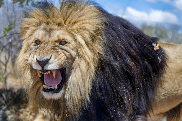 Woman Survives After Lion Bites Her Neck, Drags Her Off Horse