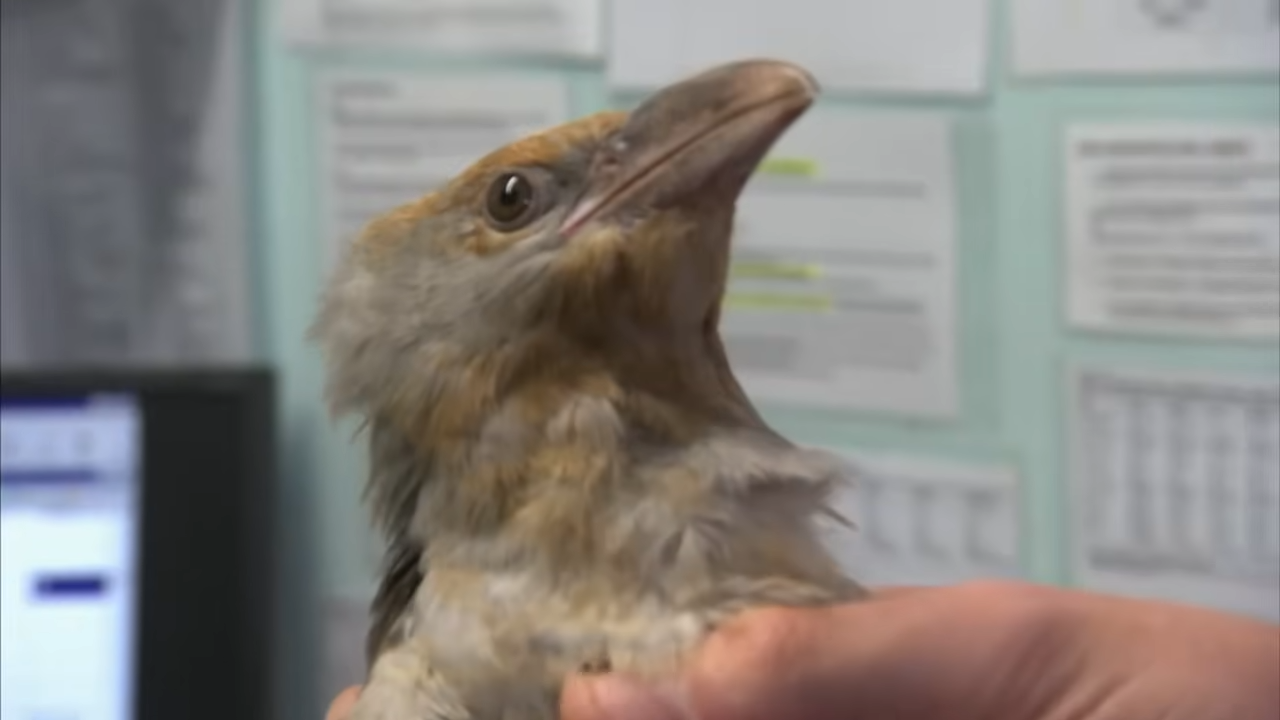 How an emergency operation helped a bird walk again