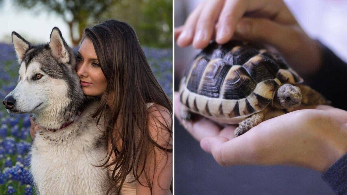 The personality traits associated with owning the most popular pets