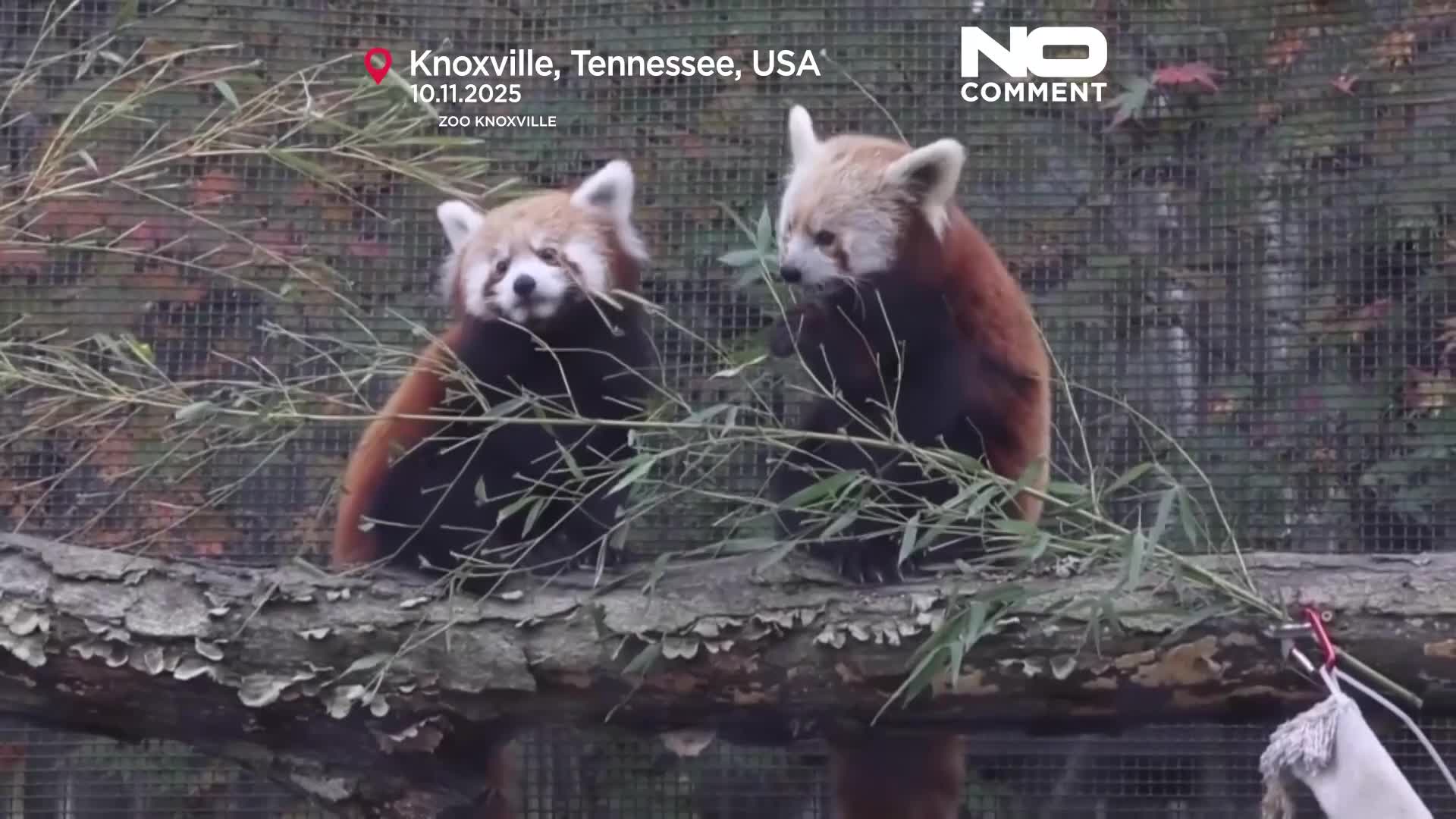 Red panda cubs see snow for the first time at a US zoo