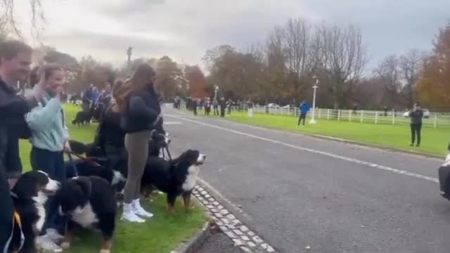 Dogs bid Michael D Higgins emotional farewell as presidency ends