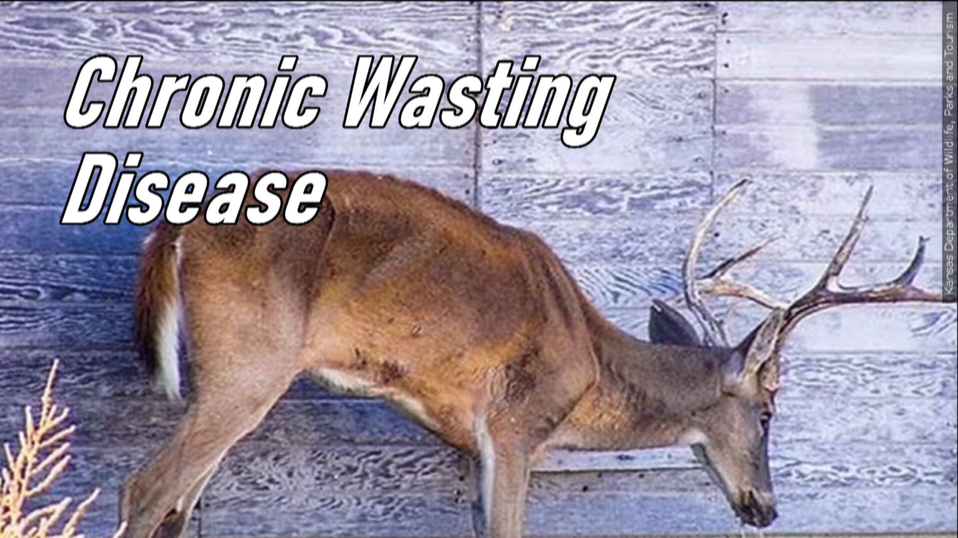 Louisiana Wildlife Federation urges North Louisiana hunters to test ...