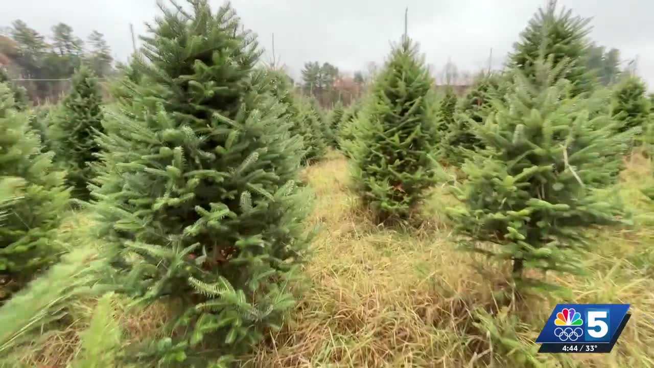 Local Christmas tree farms welcome customers despite dry summer