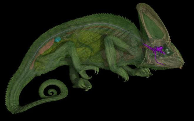 In a Rare Biological Twist, Chameleons’ Optic Nerves Coil Like a ...