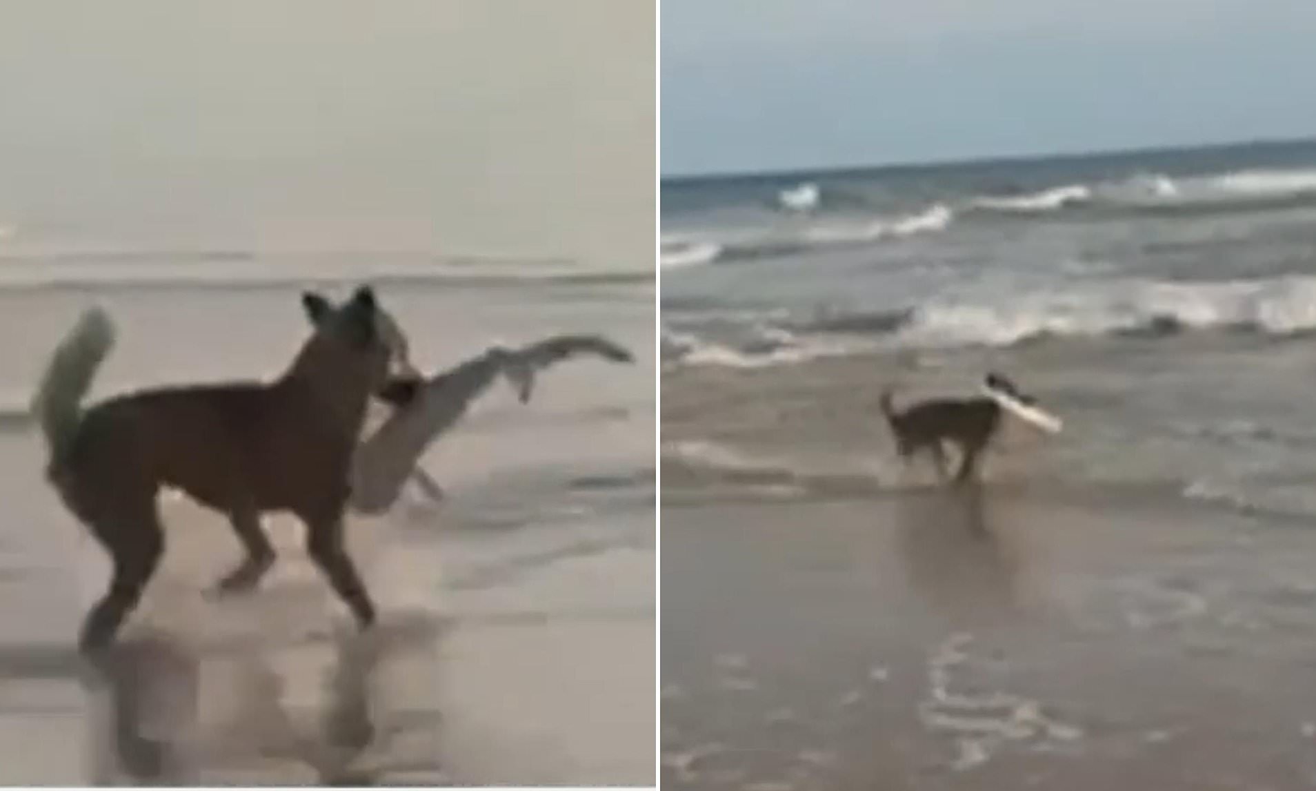 Fisherman captures jaw-dropping moment dingo snatches a baby shark from ...