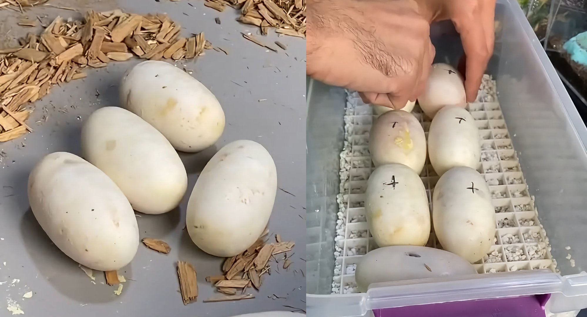 This was the Worst Snake clutch in our Lab!