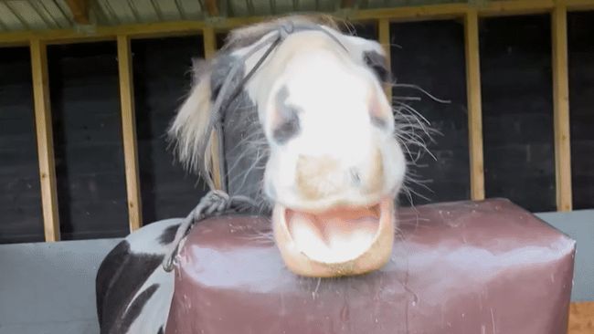 Adorable Dopey Horse Struggles to Keep Eyes Open After Dentist Appointment