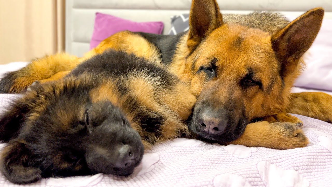 German Shepherd and Puppy Fall Asleep Together for the First Time