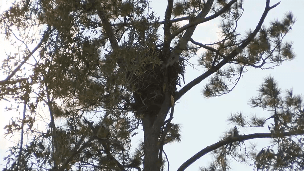 Bald eagle nest in Conway threatened by new construction, residents ...