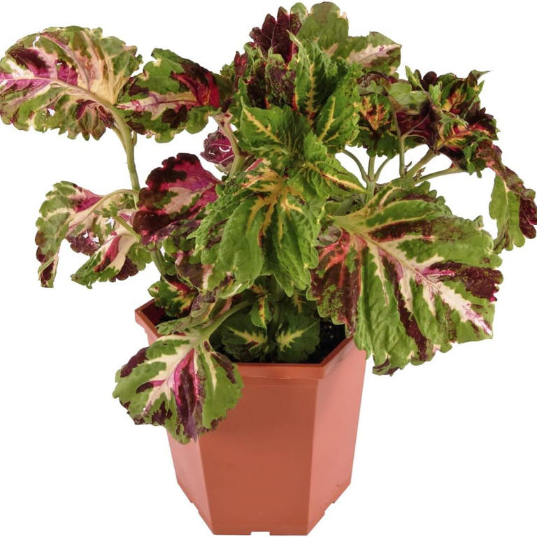 Plant experts reveal the best methods for overwintering coleus - which ...
