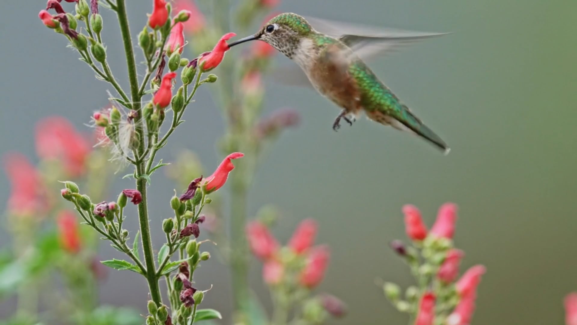 Il colibrì: le riprese al rallentatore mostrano le sue abilità di volo ...