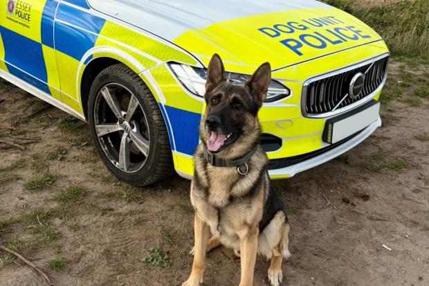 Hero police dog who sings with sirens praised for busy month fighting crime