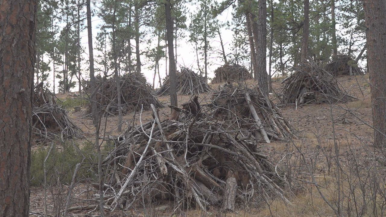 South Dakota DPS ends pile burn season early in the Black Hills