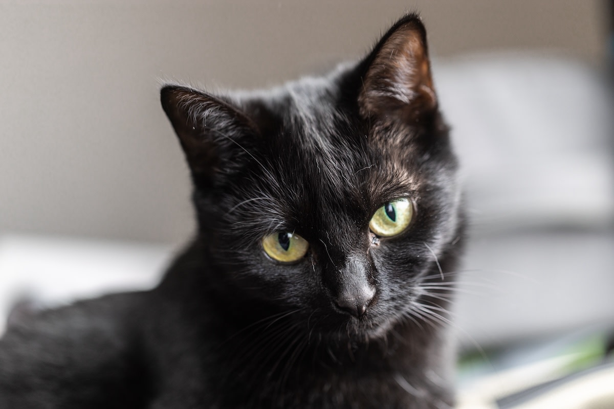 Black Cat ‘Accepting’ Ragdoll Kittens Couldn’t Be Happier