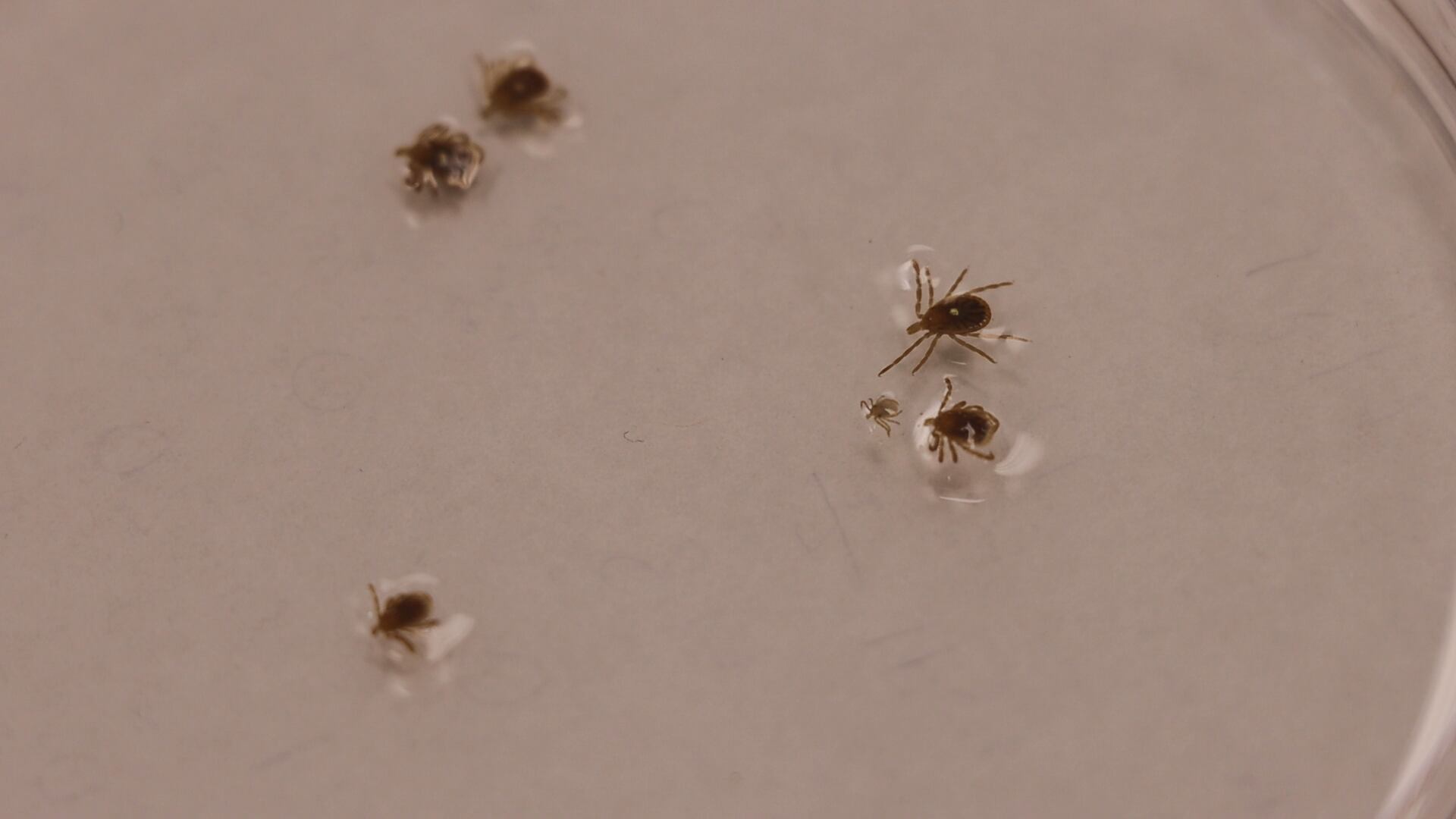 UT entomology team to host tick readiness workshops as tick numbers ...