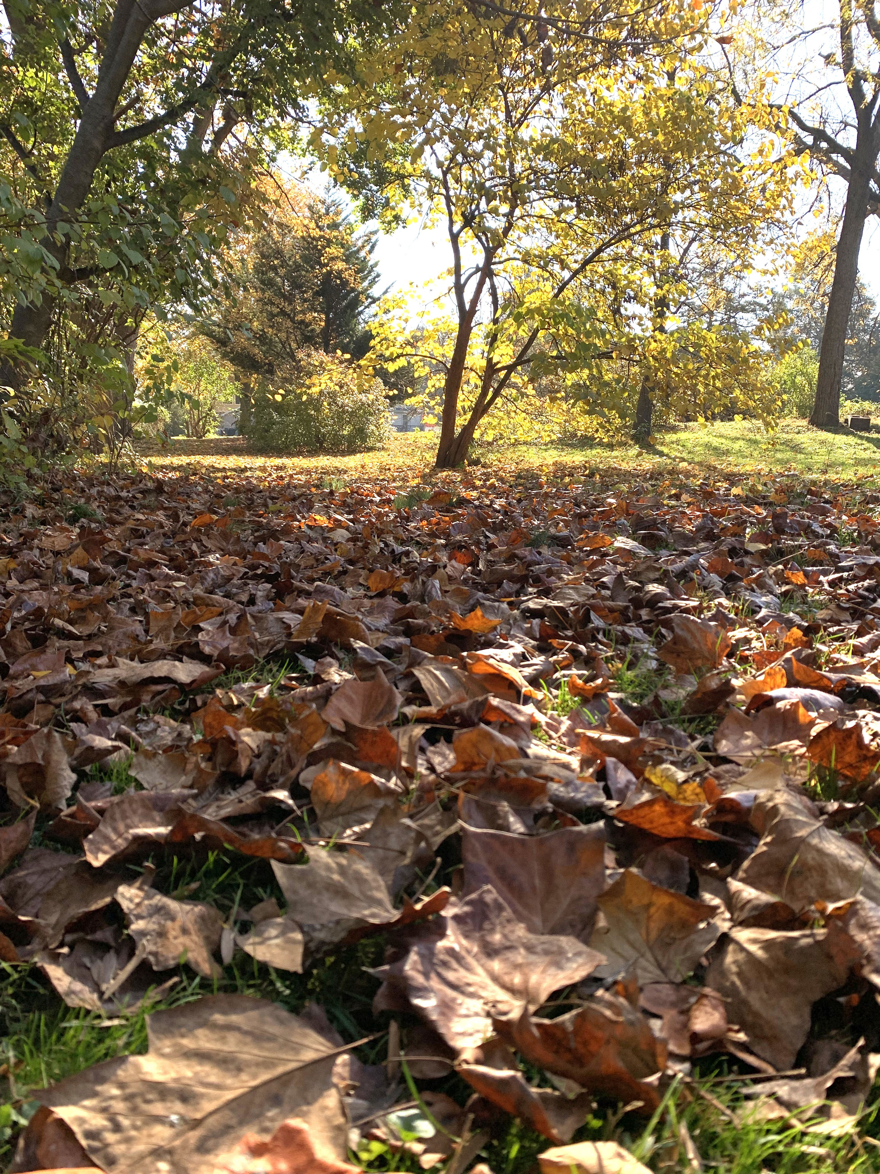 'Leave the leaves' in Pennsylvania for biodiversity