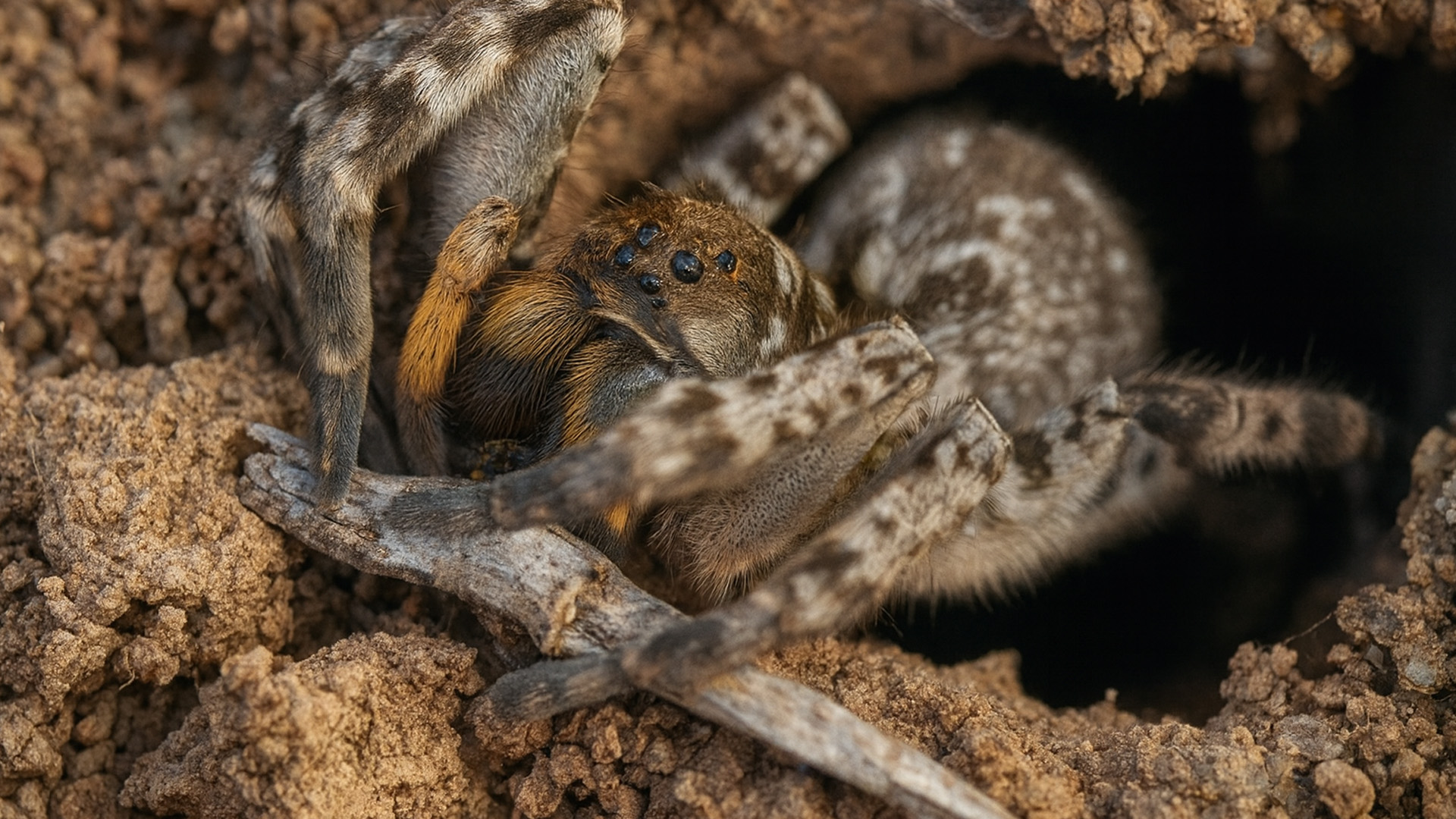 Predator in the Grass: South Russian Tarantula Hunting