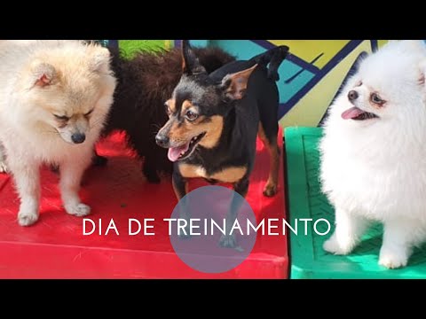 Bica mini pinscher: treinamento divertido e planos de dominação canina!