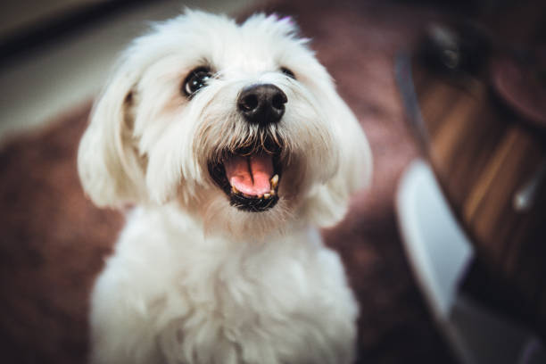 4 Races Qui Font D'Excellents Chiens De Soutien Émotionnel
