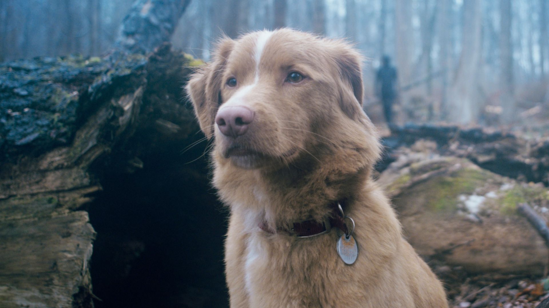 Shudder’s Record-Breaking Horror Movie About A Dog In A Haunted House ...