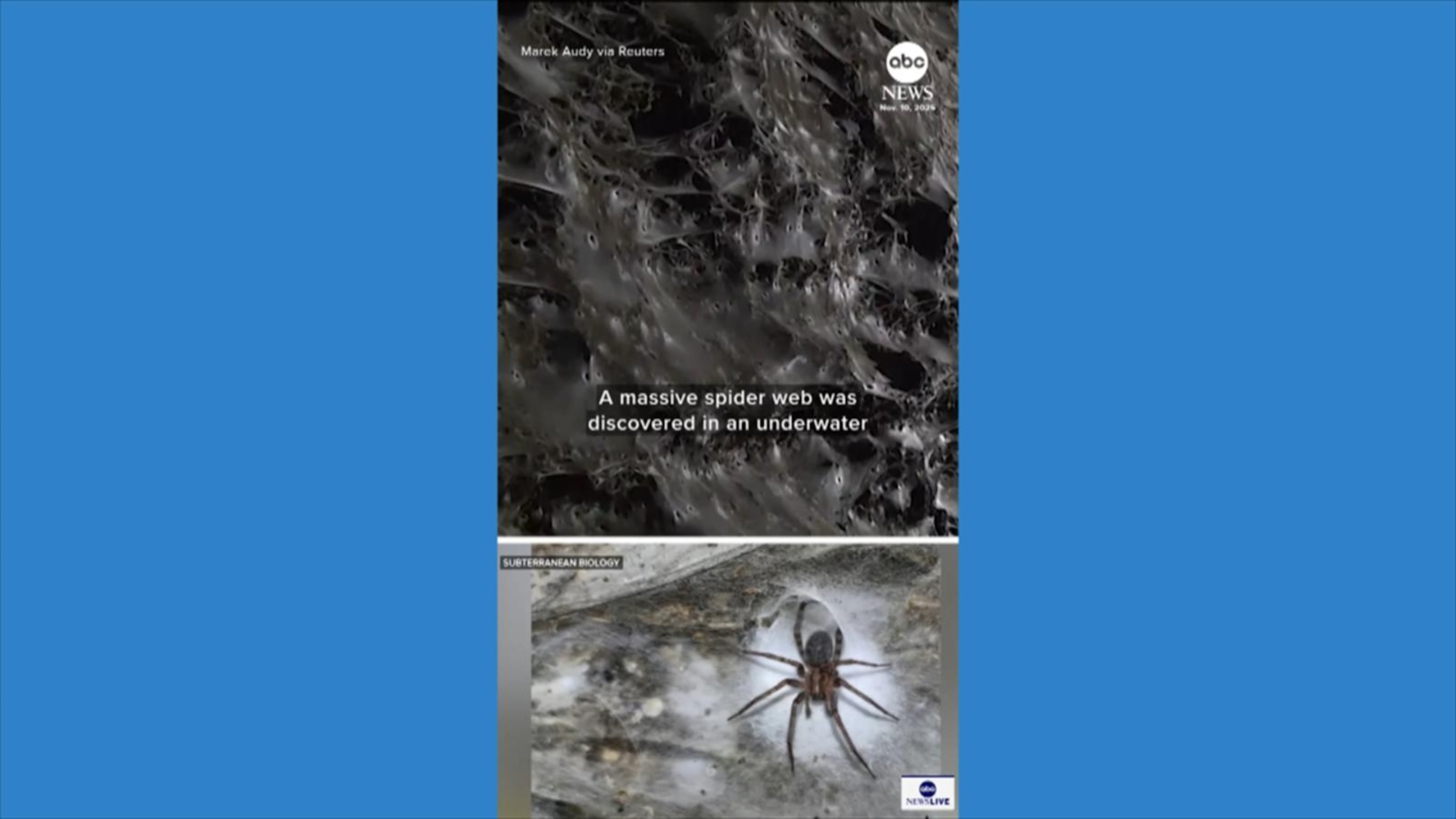 Massive spider web on Greece-Albania border might be world's largest