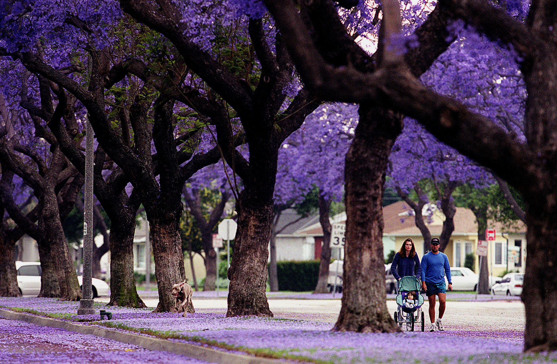 Cities with the most trees