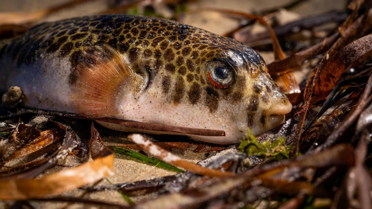 Algal bloom exposes 'limitations' in government monitoring programs ...
