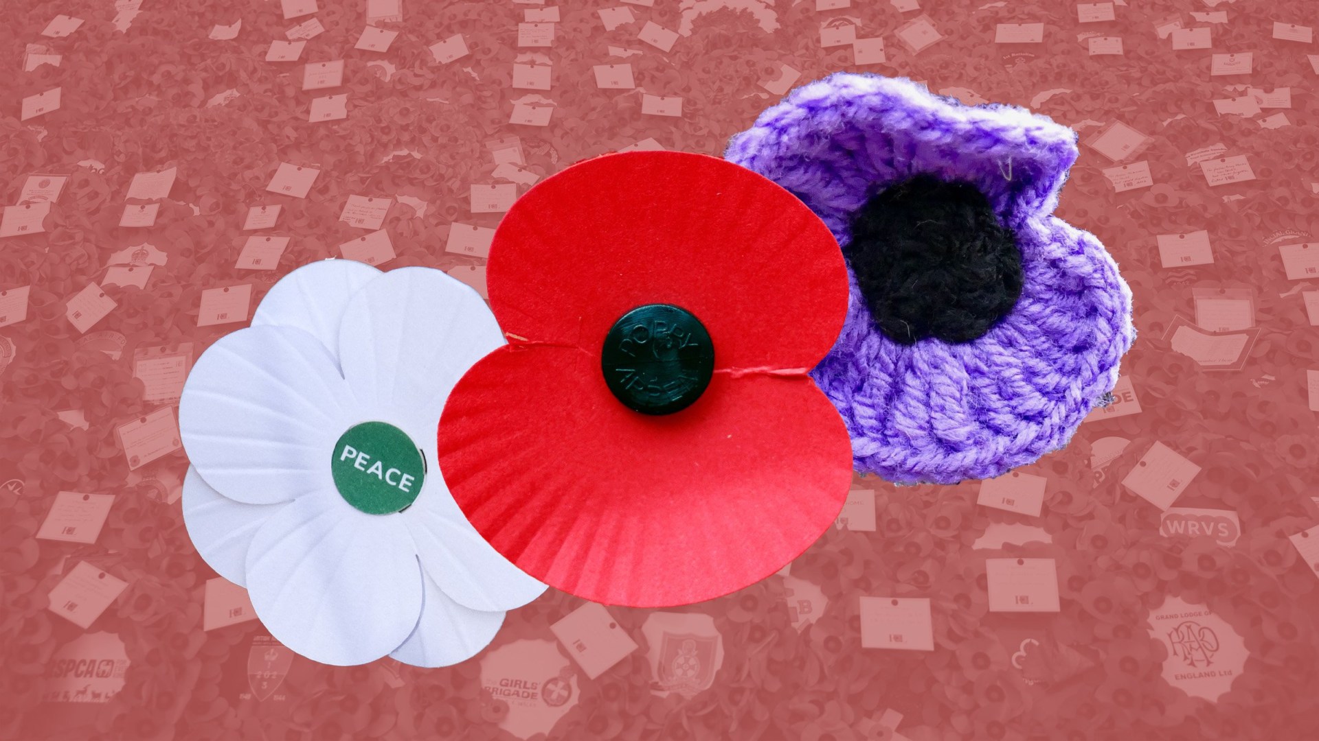 What does a white, purple or blue poppy mean?