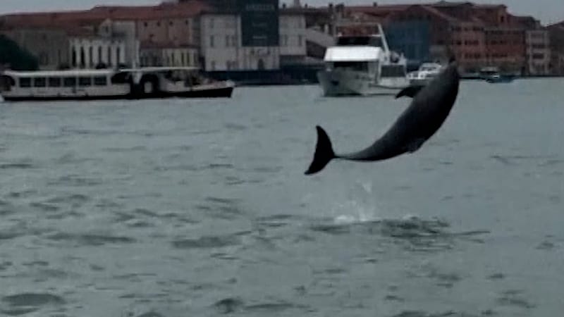 Il delfino Mimmo incanta Venezia ma affronta rischi in laguna