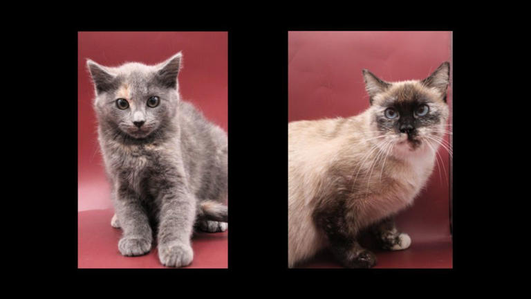 Charles County Shelter Seeks Barn Homes for Pest-Control Cats