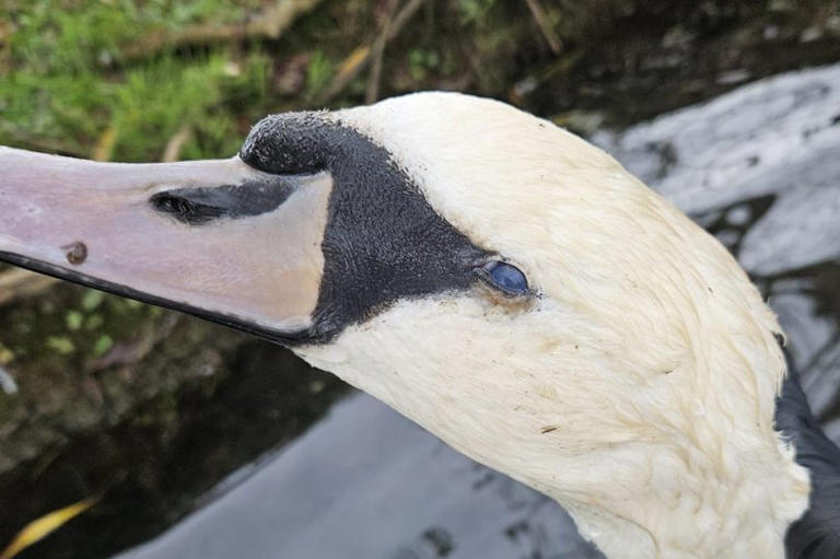 'Unique' bird flu symptom following major outbreak at beauty spot