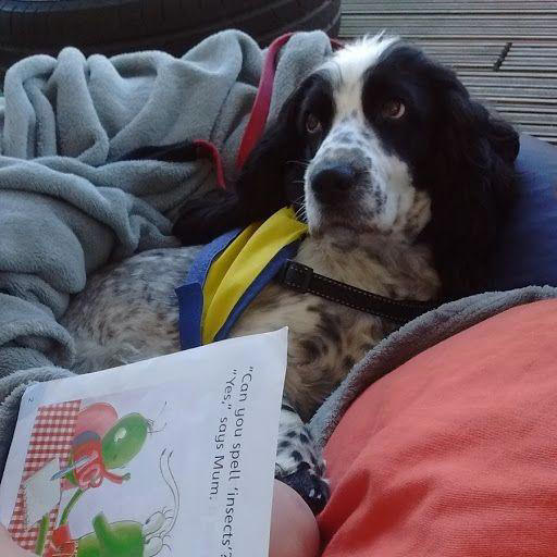 Pets As Therapy (PAT) named as the nominated charity for the Woof Wag ...