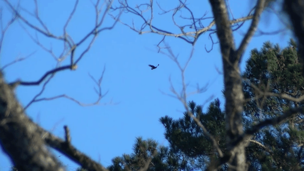 Bald eagle nest in Conway threatened by new construction, residents ...