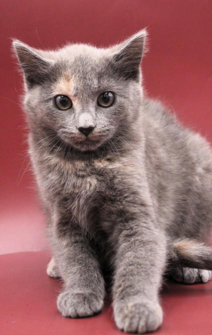 Charles County Shelter Seeks Barn Homes for Pest-Control Cats