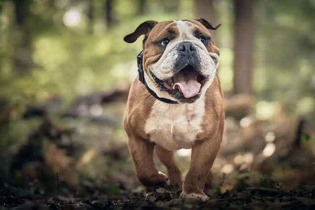 Strong And Cute: 12 Flat Faced Dogs In Detail