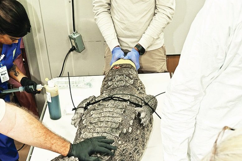 Injured American crocodile treated by Zoo Miami vets