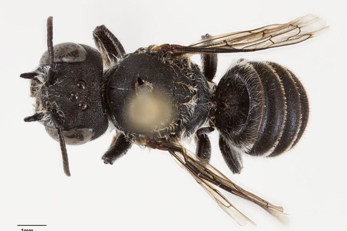 ‘Lucifer’ bee with devil-like horns discovered in Australia
