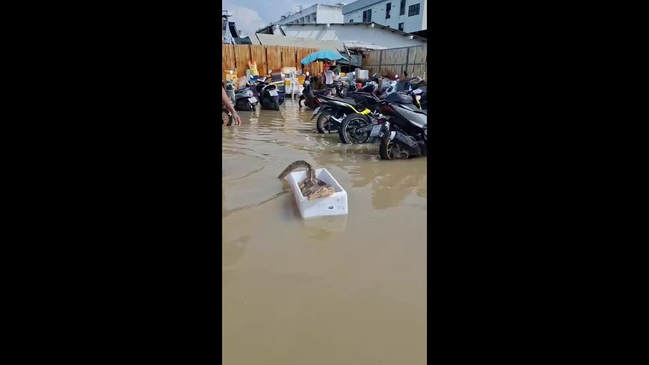 Monitor lizard drowning in flood rescued with foam box