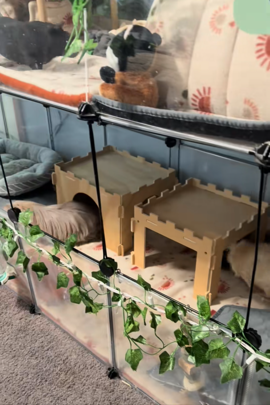 Must-Know Guinea Pig Tips for New and Experienced Owners