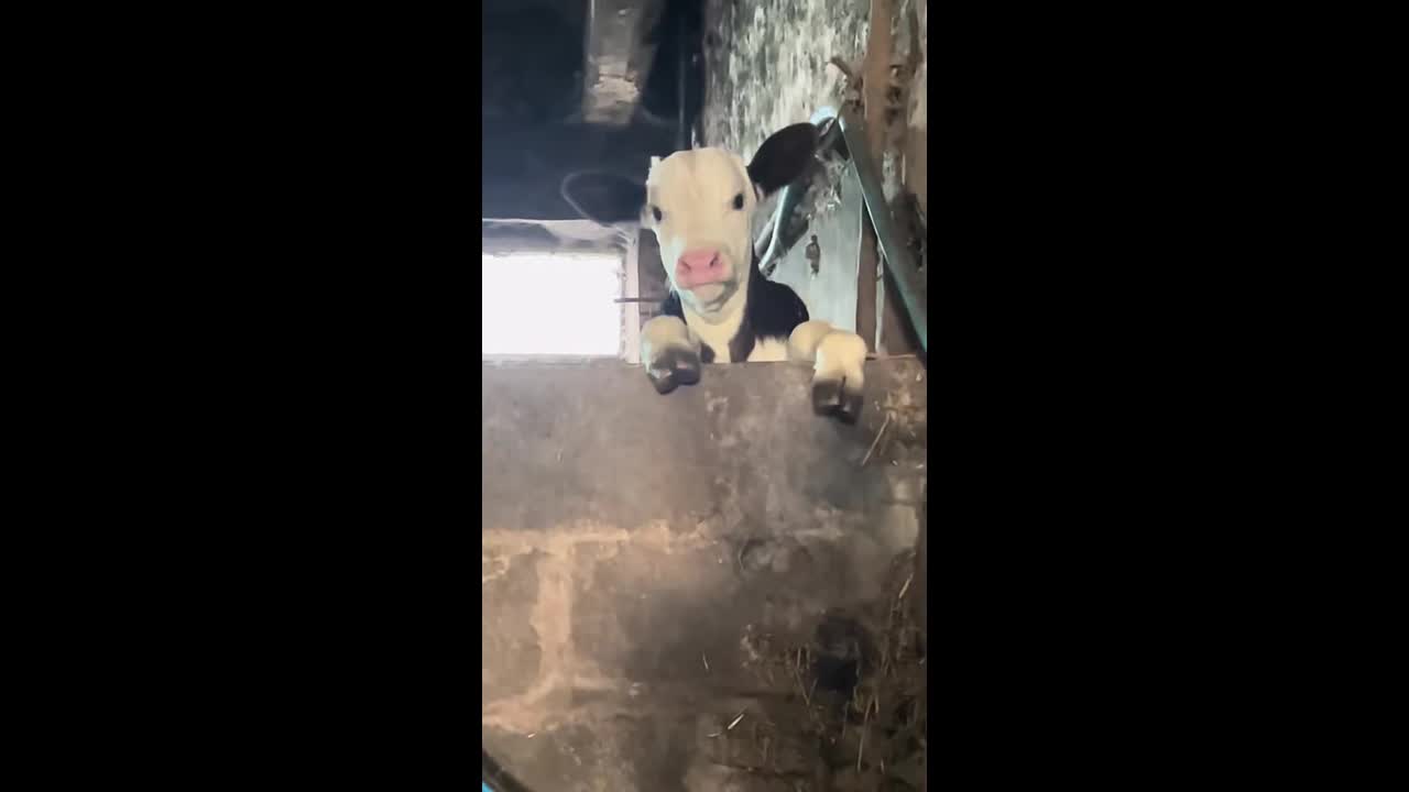 Hungry baby calf steals hearts after impatiently peeking over wall for ...